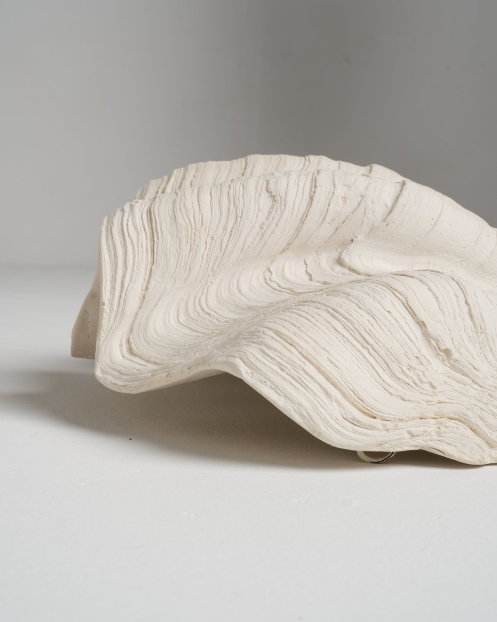 SHELL WALL LAMP – FREEMAN GALLERY